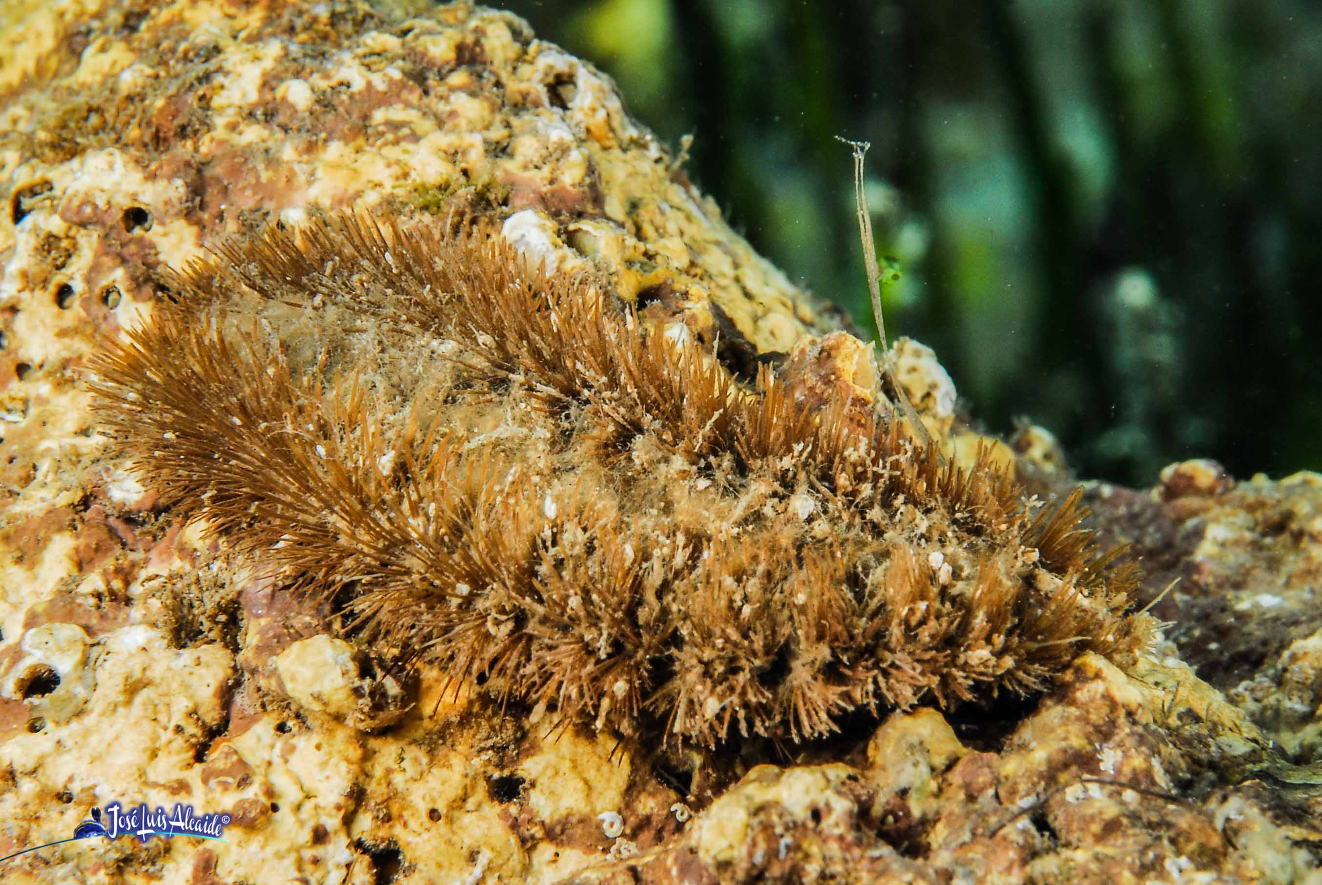 Aphrodita aculeata - Fotografías submarinas de especies marinas